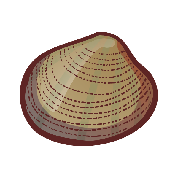 About Manila Clams, or Asari | Uwajipedia | Uwajimaya
